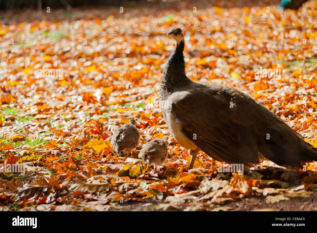 Juvenile peacocks hi-res stock photography and images - Alamy