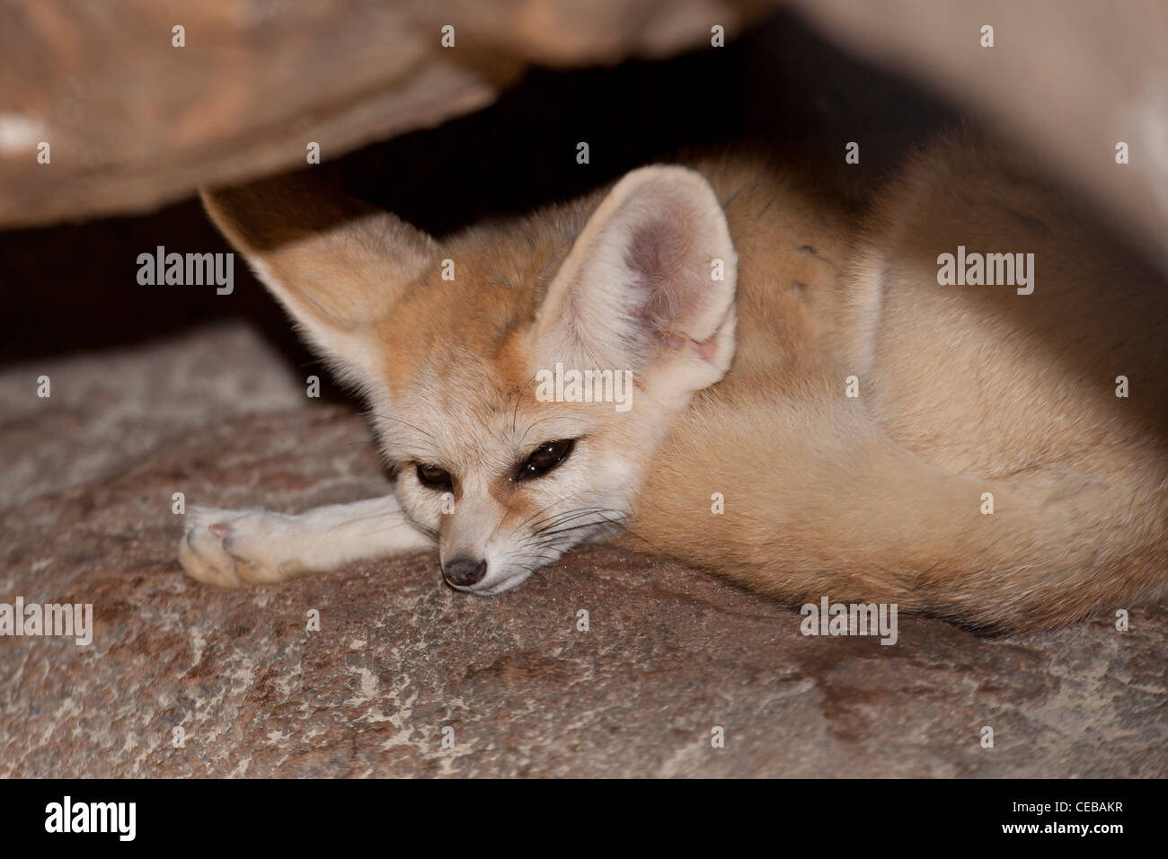 Fennec fox cute hi-res stock photography and images - Alamy