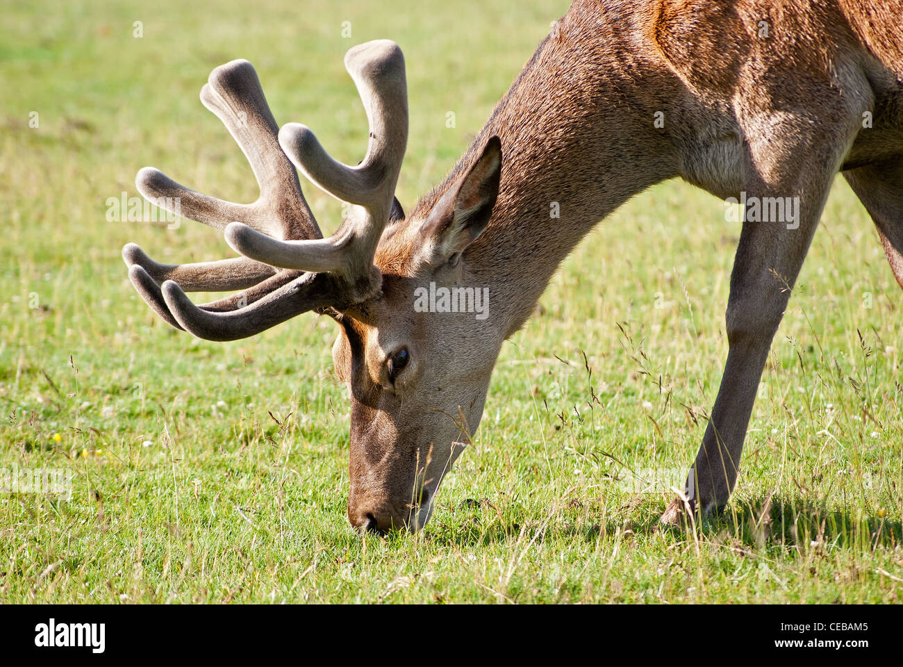 Grazing stag hi-res stock photography and images - Alamy
