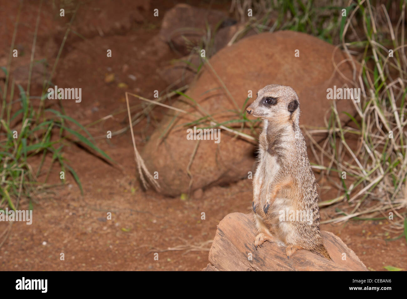 Mongoose family honolulu zoo island of oahu meerkat hi-res stock ...