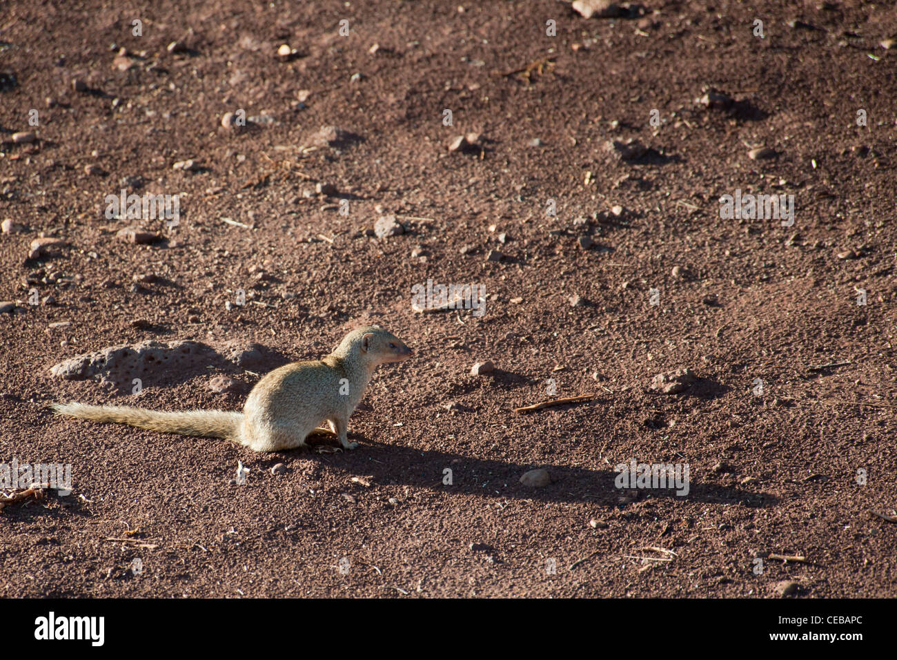 Herpestes javanicus island of oahu mammal mammalia mammals hi-res stock ...