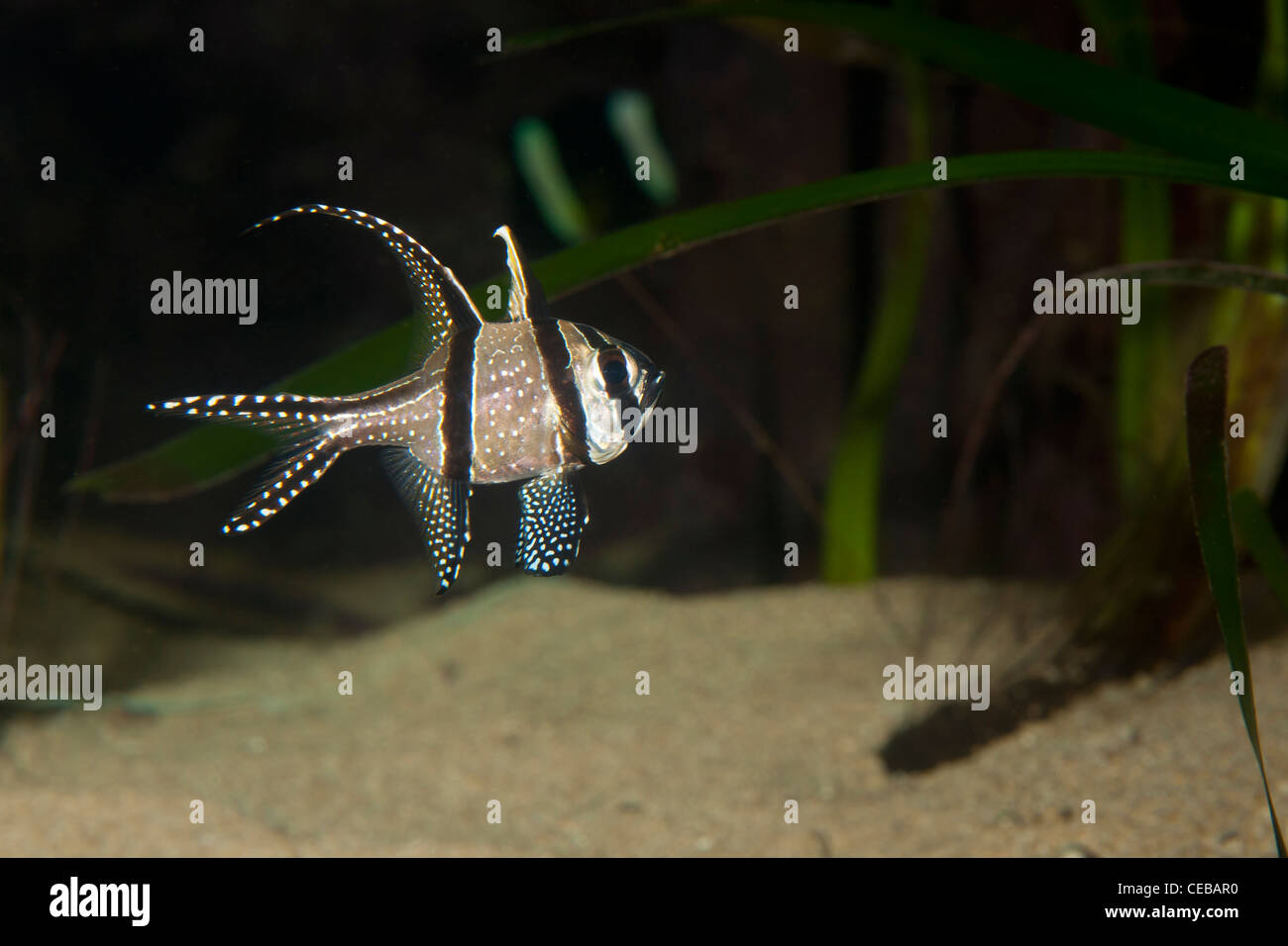 Banggai cardinalfish hi-res stock photography and images - Alamy