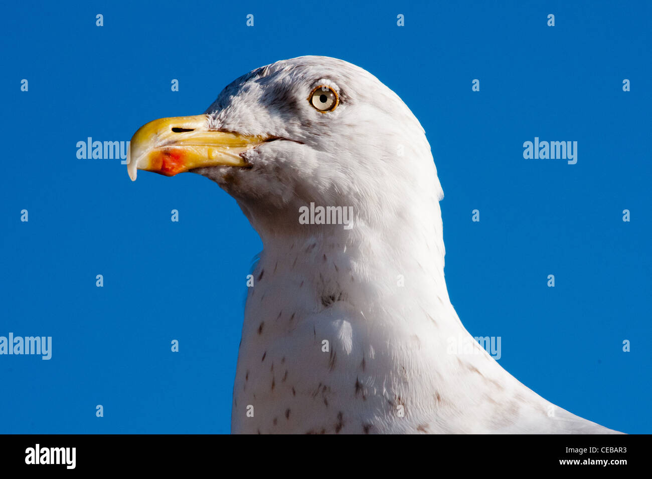 Close up of seagulls face hi-res stock photography and images - Alamy