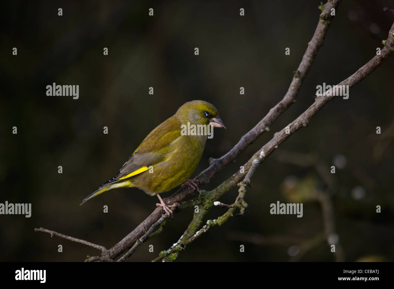 Posing greenfinch hi-res stock photography and images - Alamy
