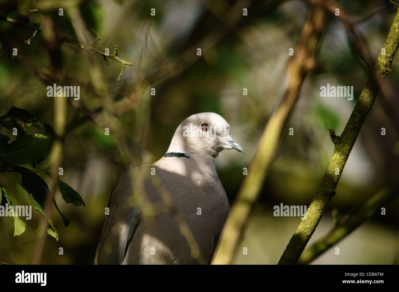 Little brown dove hi-res stock photography and images - Alamy