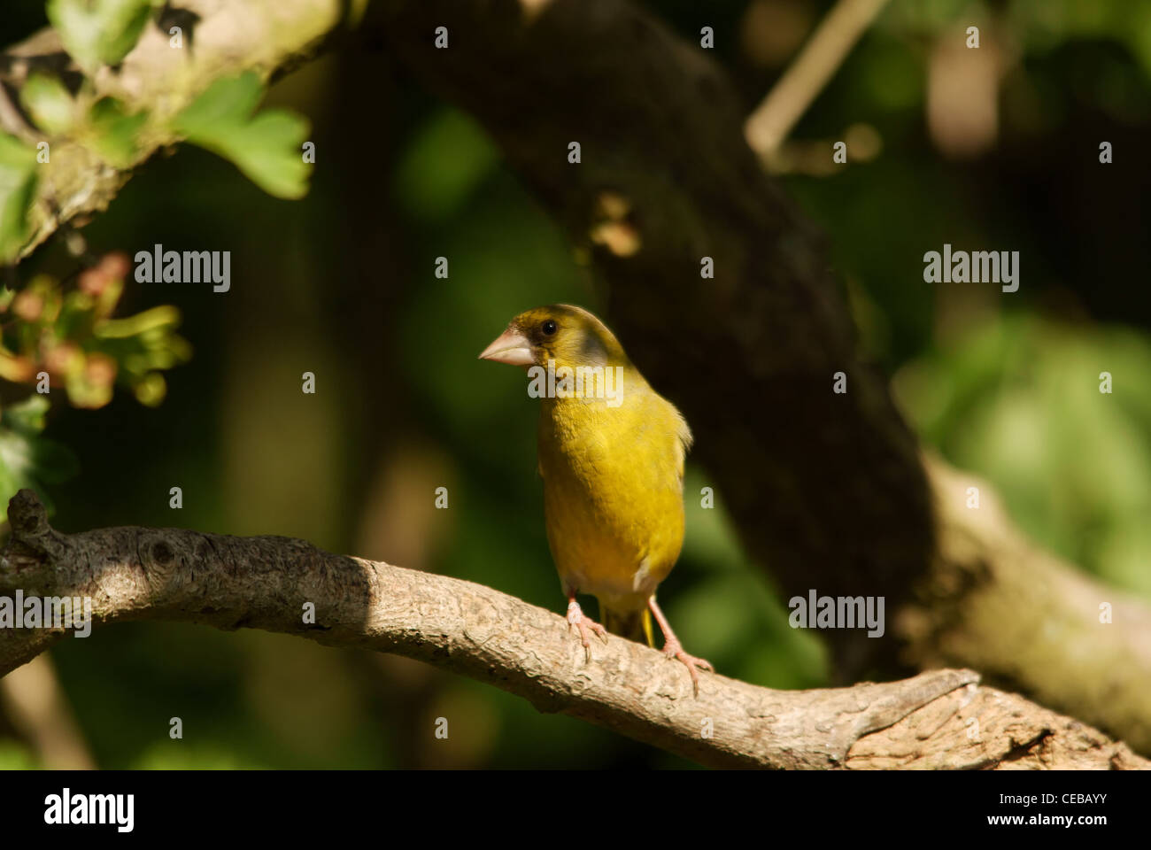 Posing greenfinch hi-res stock photography and images - Alamy