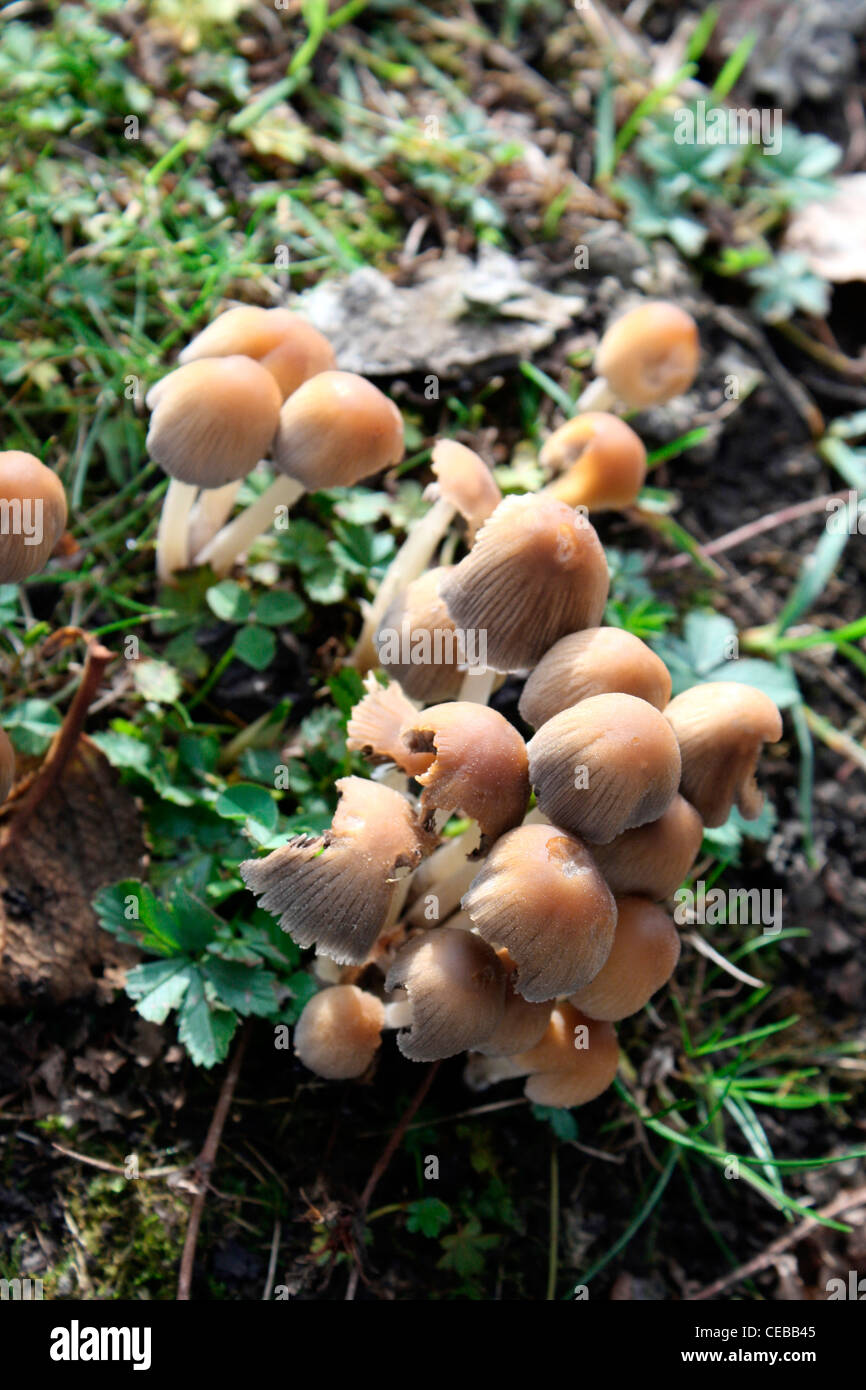 Fungi growing on lawn Stock Photo - Alamy