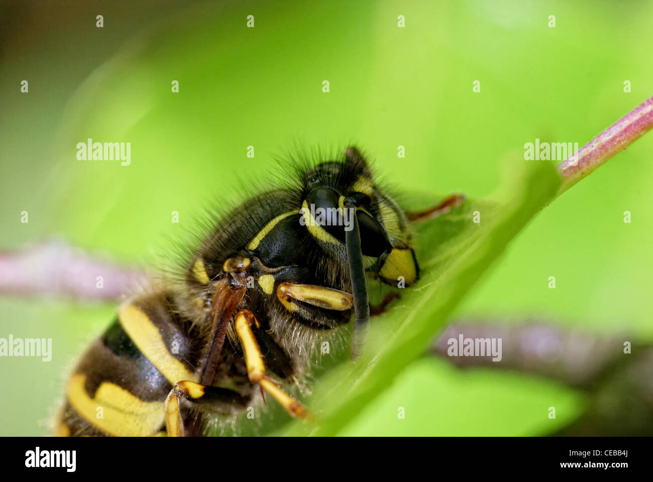 Tree Wasp macro Stock Photo - Alamy
