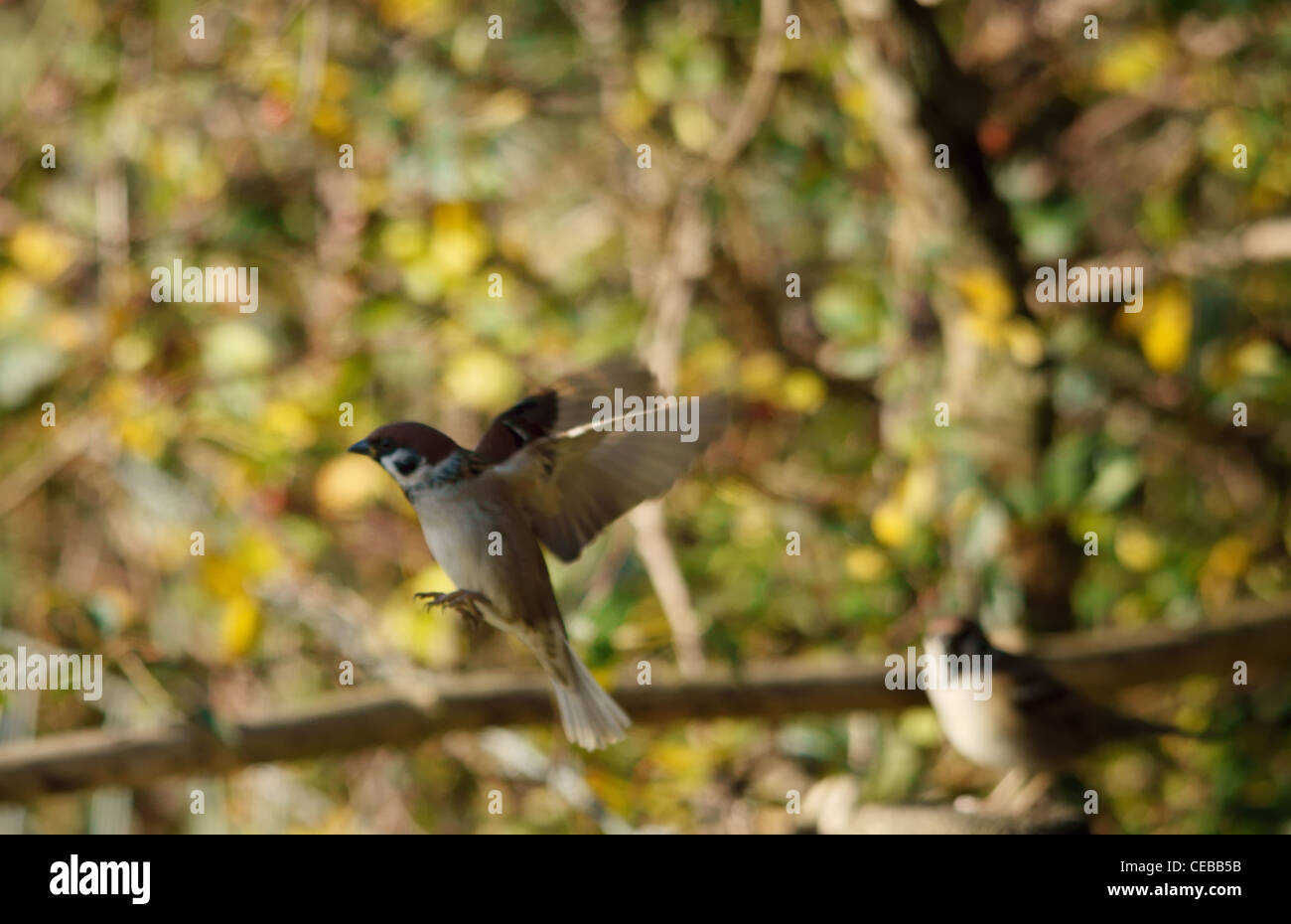 Bird - Tree Sparrow flying Stock Photo - Alamy