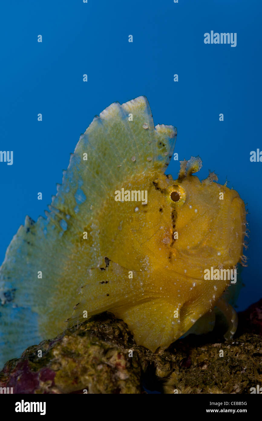 Leaf Scorpionfish, Taenianotus triacanthus, on coral reef Stock Photo ...