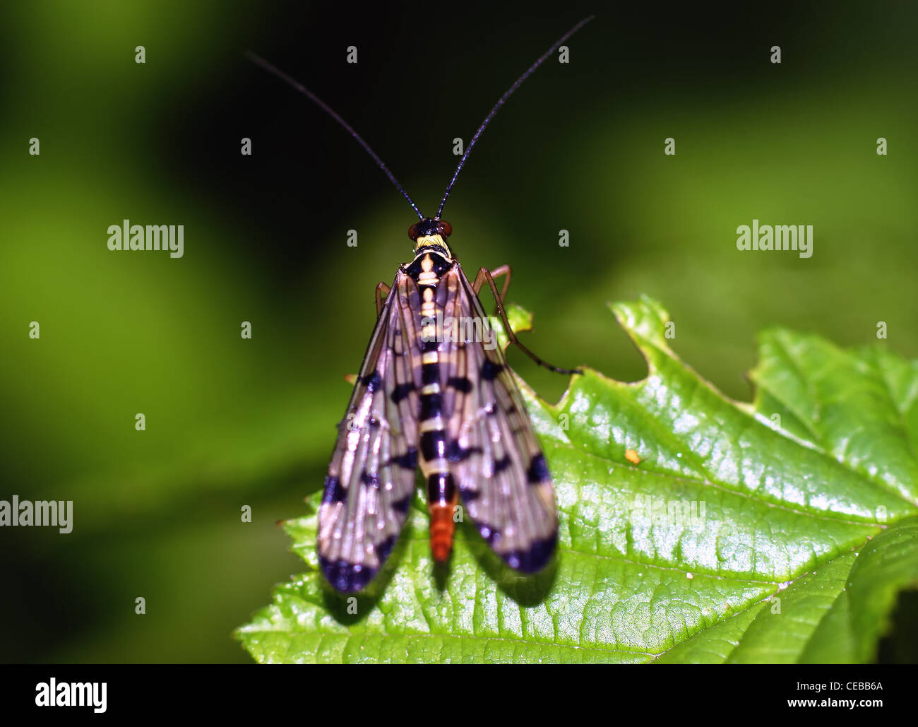 Scorpionfly mecoptera predator hi-res stock photography and images - Alamy