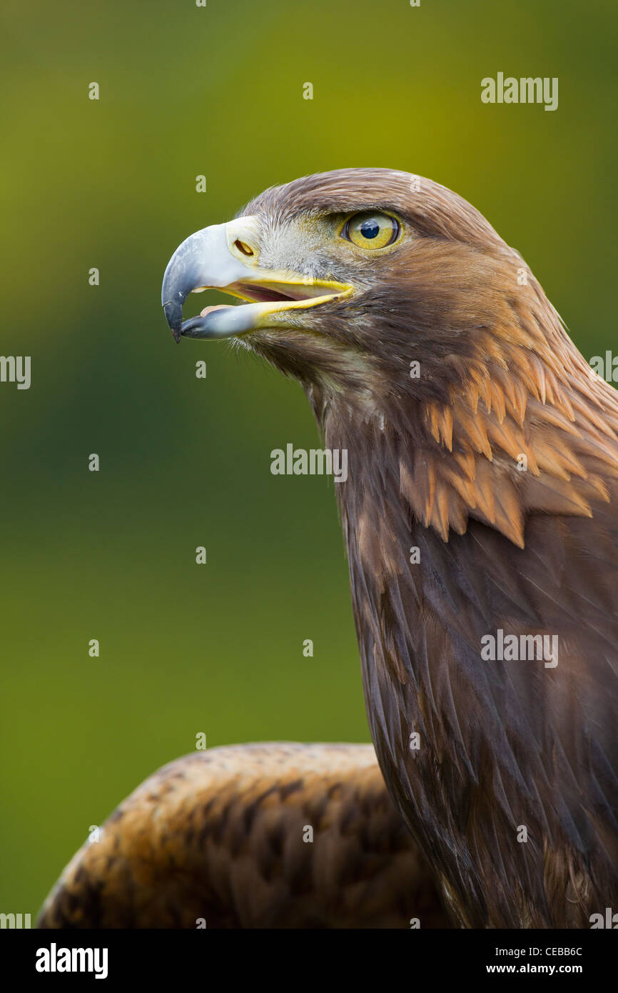 Golden Eagle Aquila chrysaetos (captive) at Hawk Conservancy Trust in ...