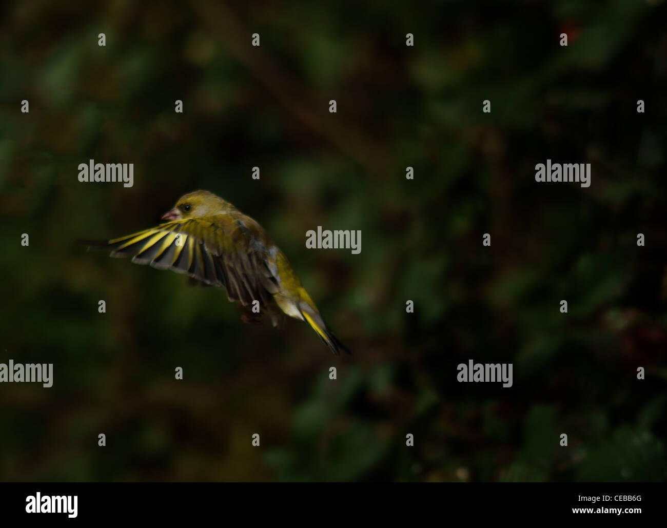 European greenfinch chloris flying hi-res stock photography and images ...