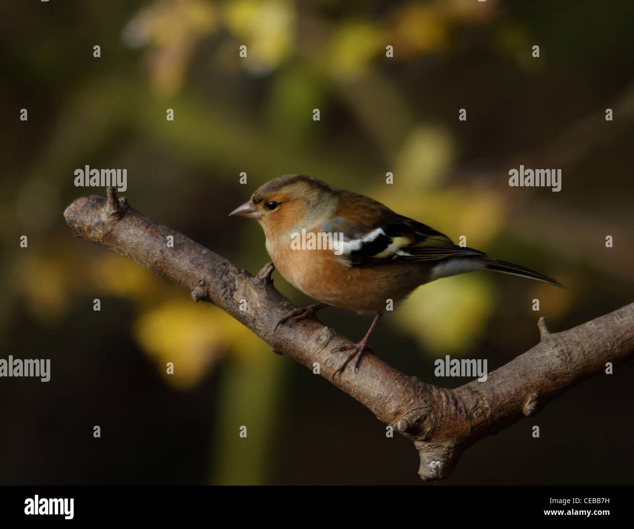 Chaffinch feet hi-res stock photography and images - Alamy