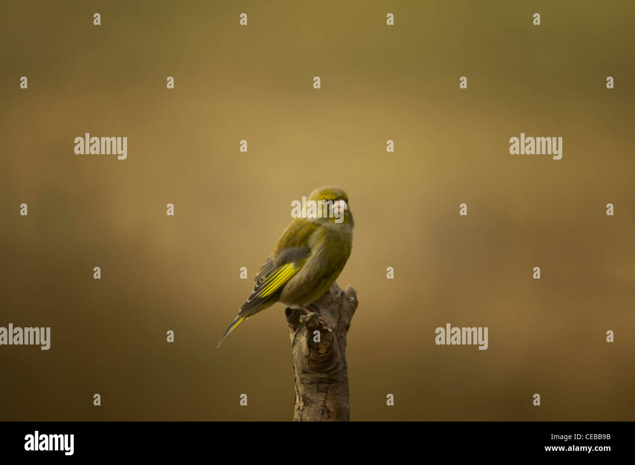 Greenfinch hi-res stock photography and images - Alamy