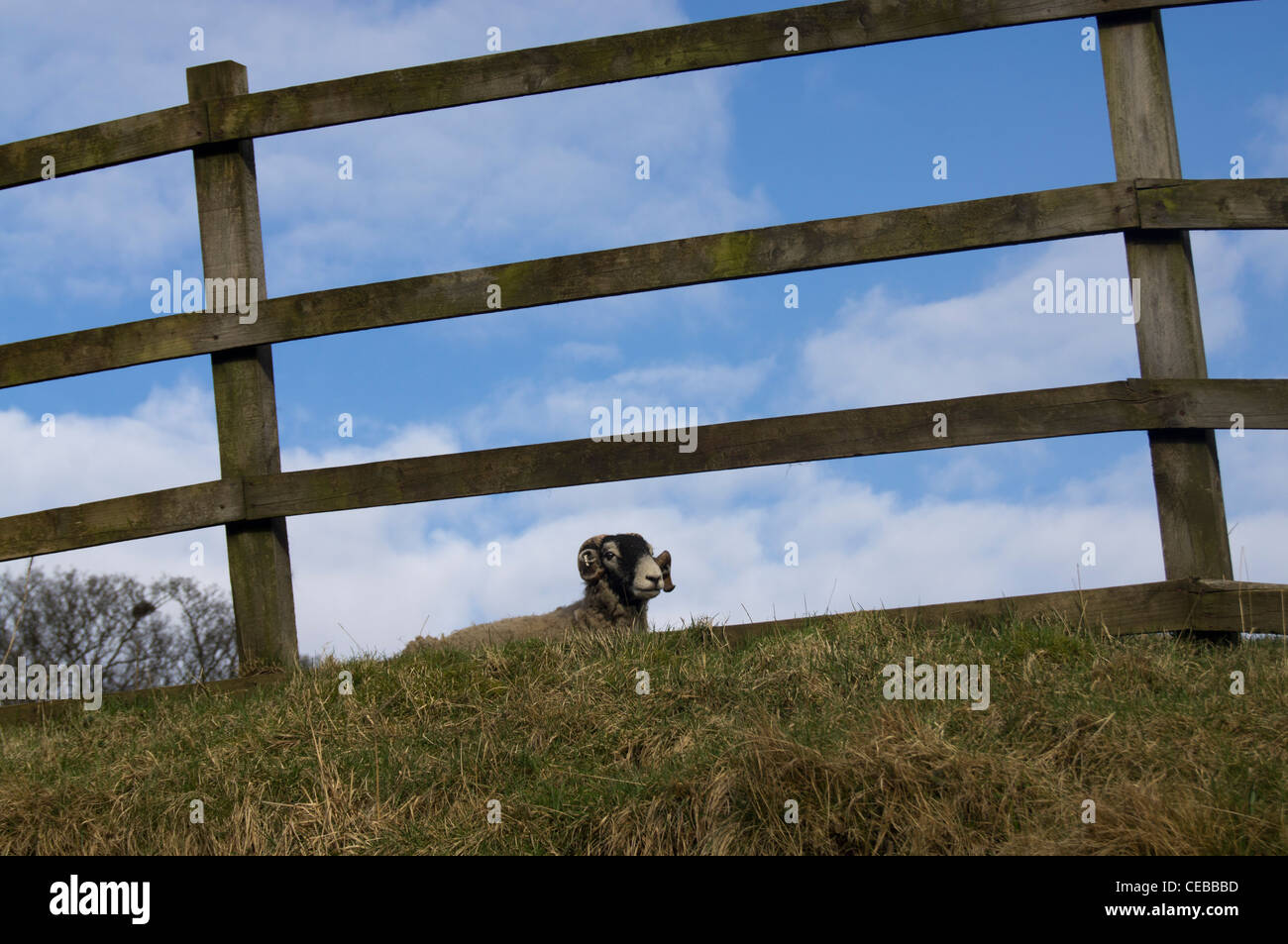 Livestock farm - Ram in a field Stock Photo - Alamy