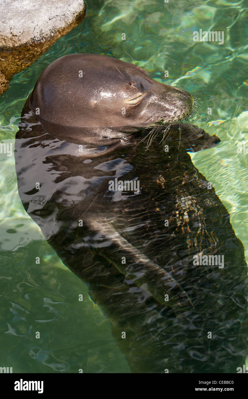 Hawaiian monk seal, Monachus schauinslandi, a Critically Endangered ...