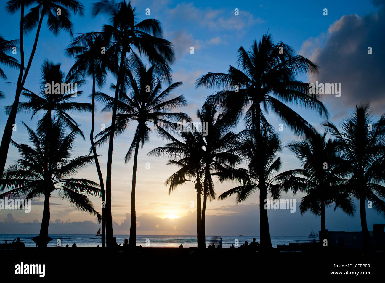 Sunset tropical beach palm trees hi-res stock photography and images ...