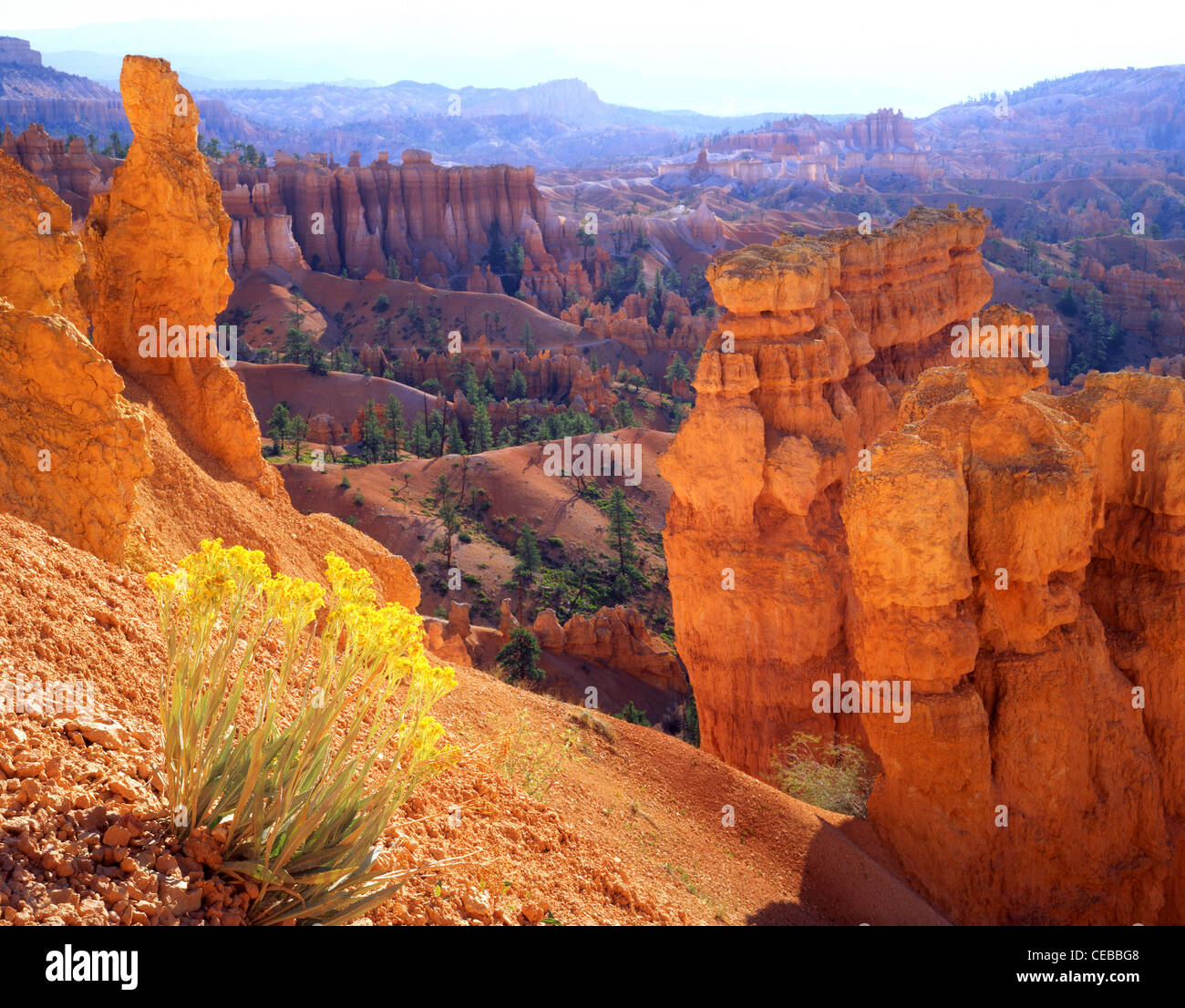 Rabbit bush clings to canyon wall along Navajo Loop Trail below Sunset ...