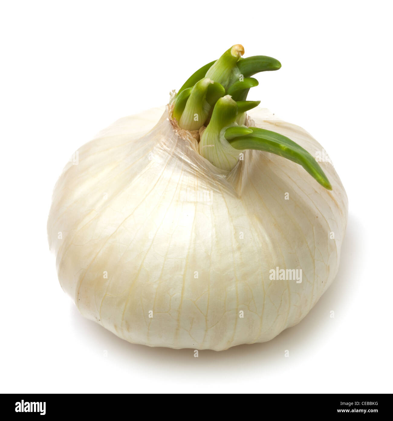 Single white onion isolated on white background with shadow Stock Photo ...