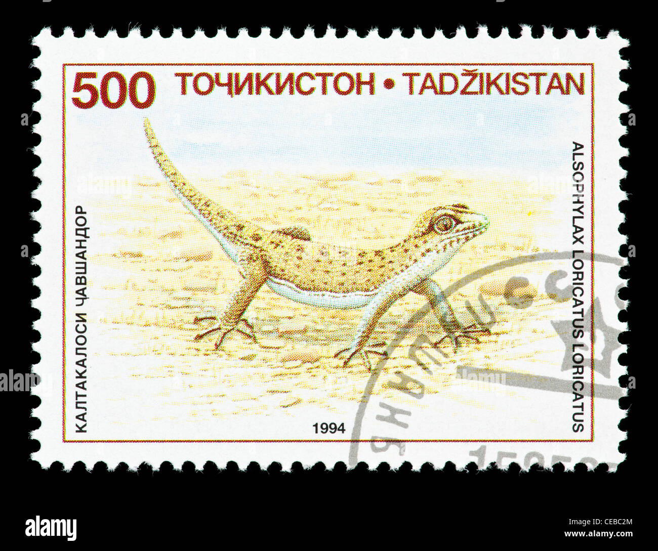 Postage stamp from Tajikistan depicting a small lizard (Alsp[hylax ...