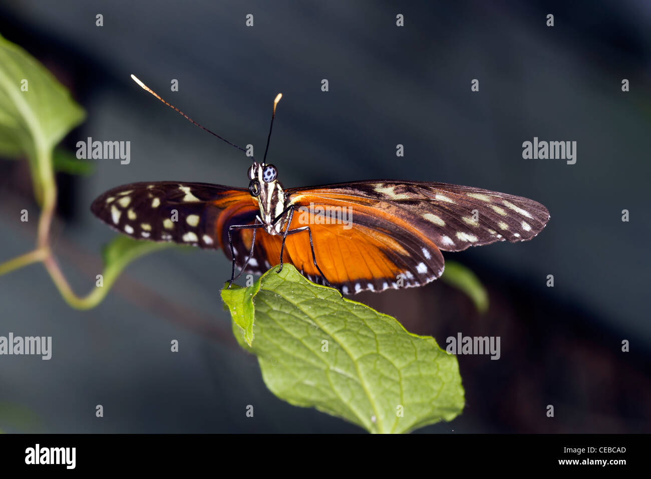 Butterfly in butterfly house Stock Photo - Alamy