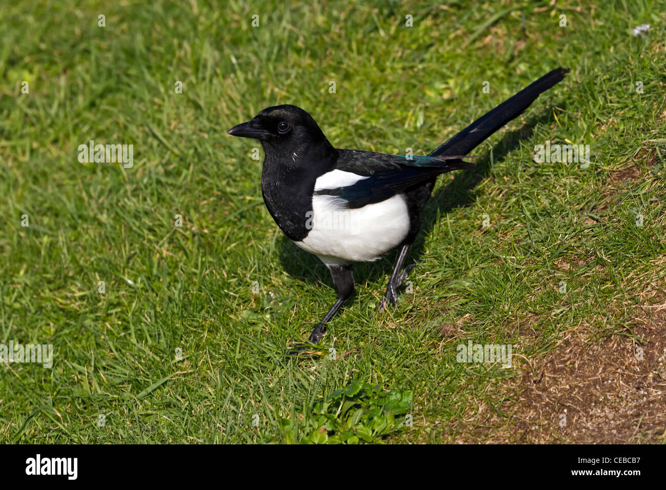 magpie sliding down Stock Photo - Alamy