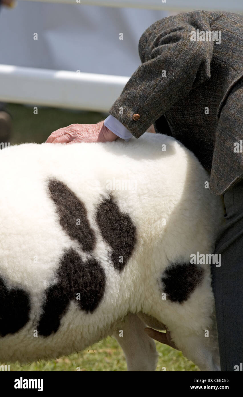 Testicles hi-res stock photography and images - Alamy