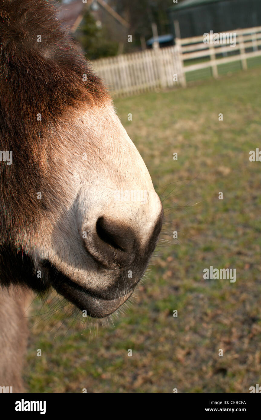 Donkey nose hi-res stock photography and images - Alamy