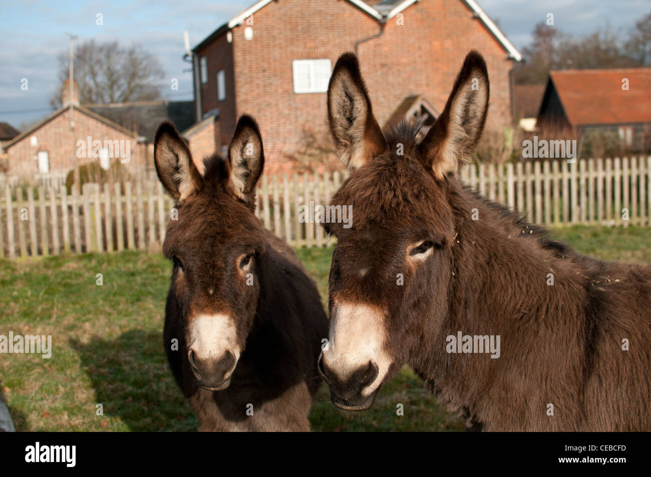 Donkeys head hi-res stock photography and images - Alamy