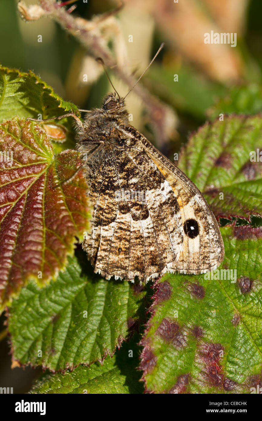 Grayling Hipparchia semele female basking on Bramble at Arnside Knott ...