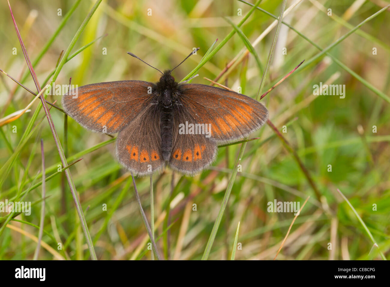 Erebia epiphron england hi-res stock photography and images - Alamy
