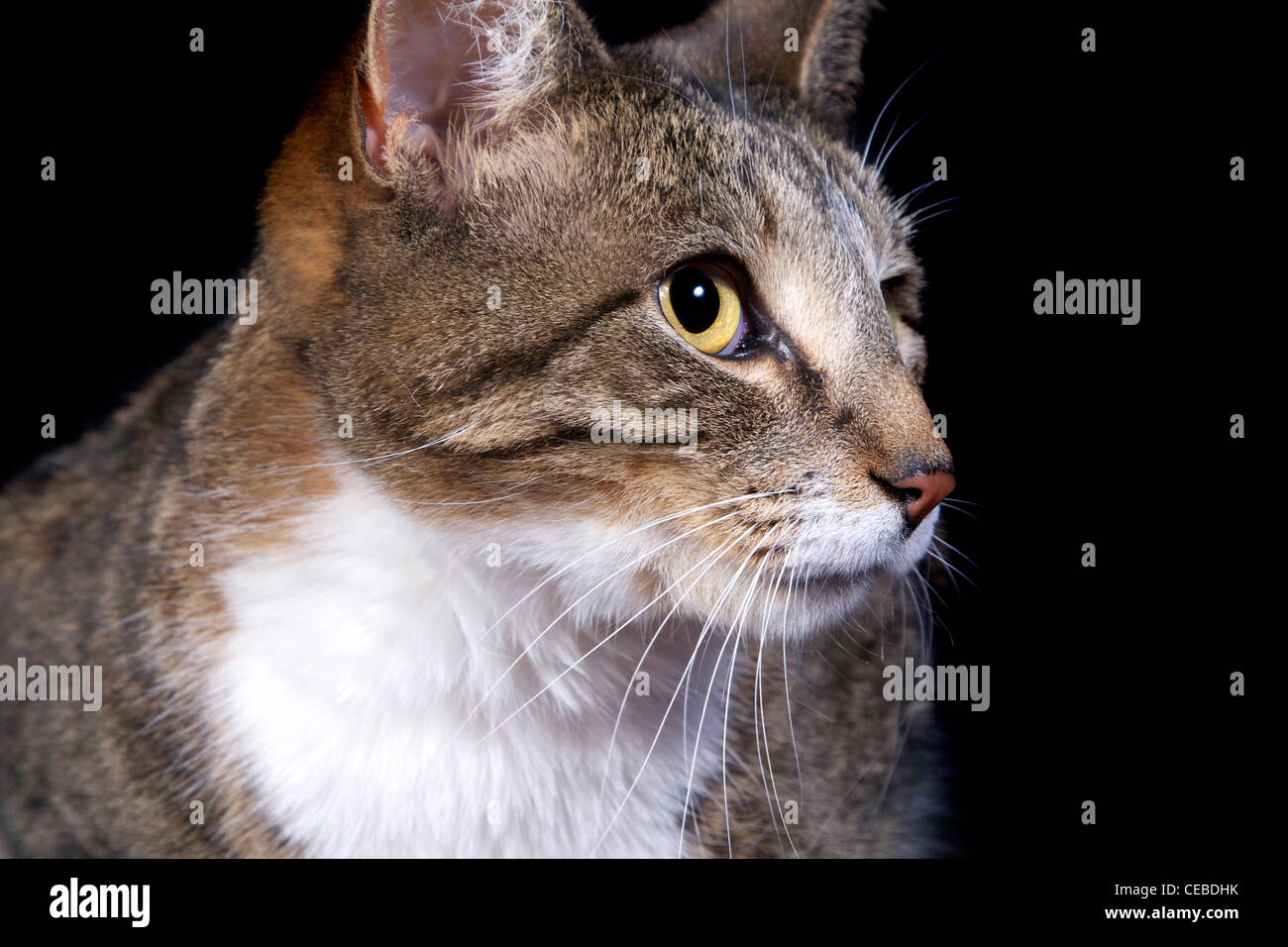Cat Face Closeup isolated on blackbackground Stock Photo - Alamy