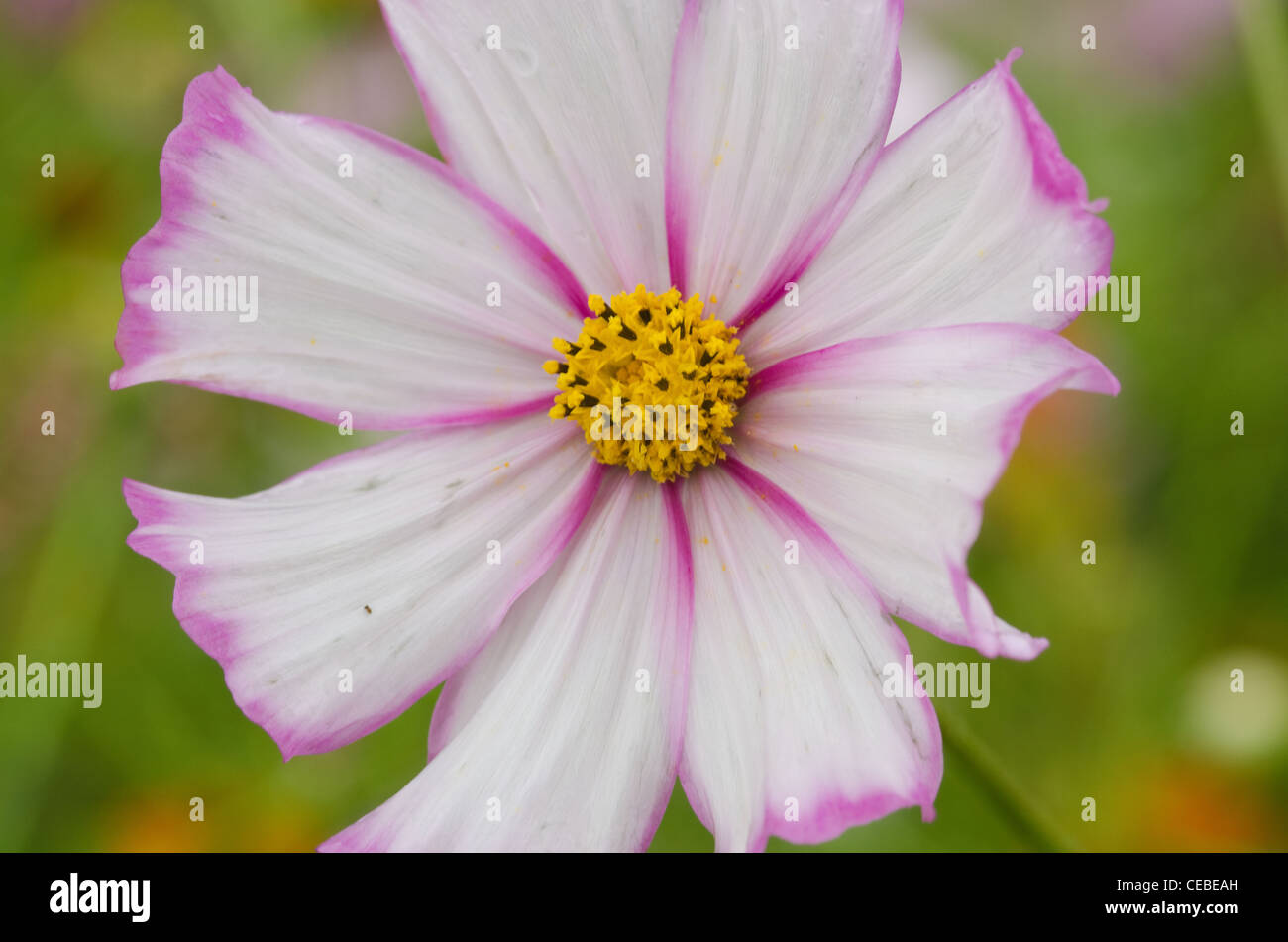 Close up of a single white and pink cosmos flower, Cosmos bipinnatus ...