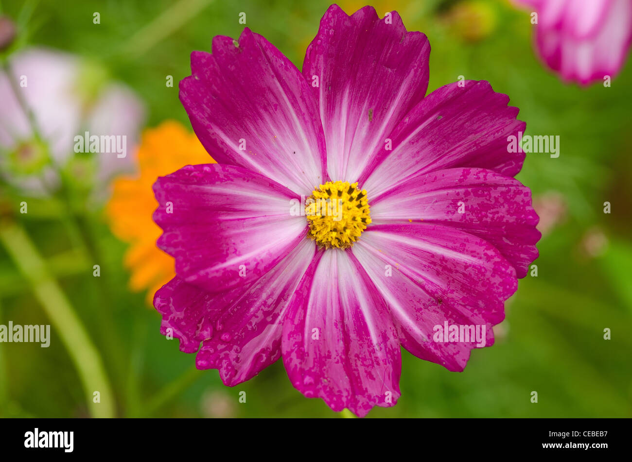 Big and bright cosmos hi-res stock photography and images - Alamy