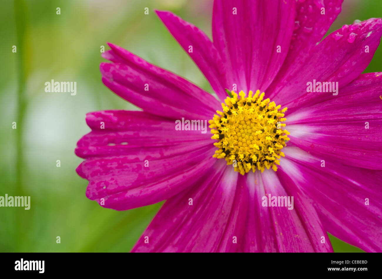 Close up of a single pink cosmos flower, Cosmos bipinnatus Stock Photo ...