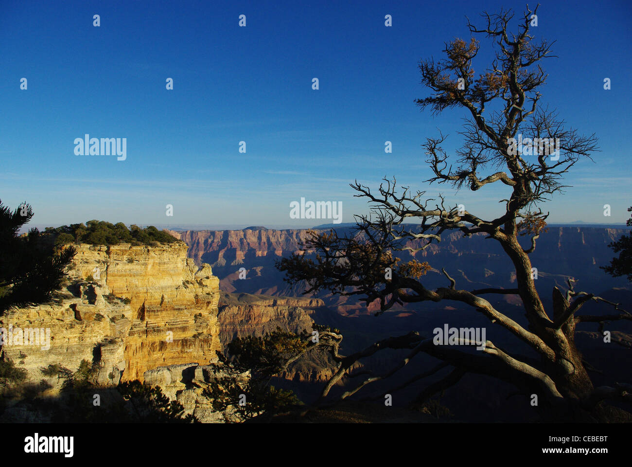Particular tree and Grand Canyon in the evening sun, North Rim, Grand ...