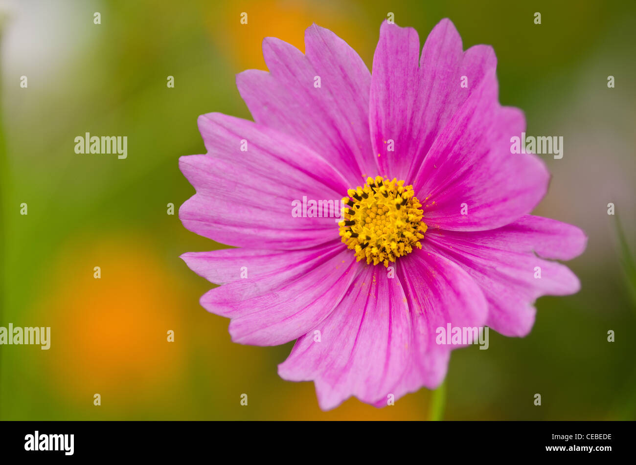 Close up of a single pink cosmos flower, Cosmos bipinnatus Stock Photo ...