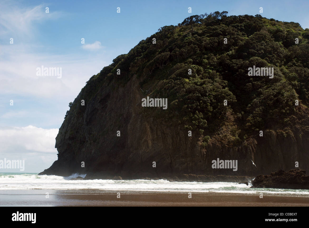 Piha Beach, North Island, NZ Stock Photo - Alamy