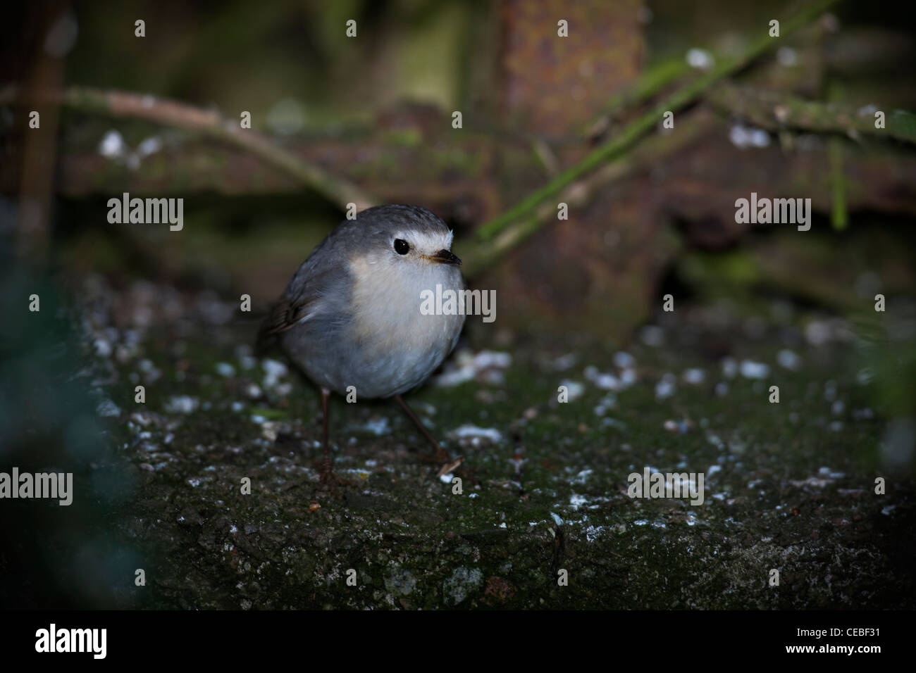 White Breasted Robin Stock Photo - Alamy