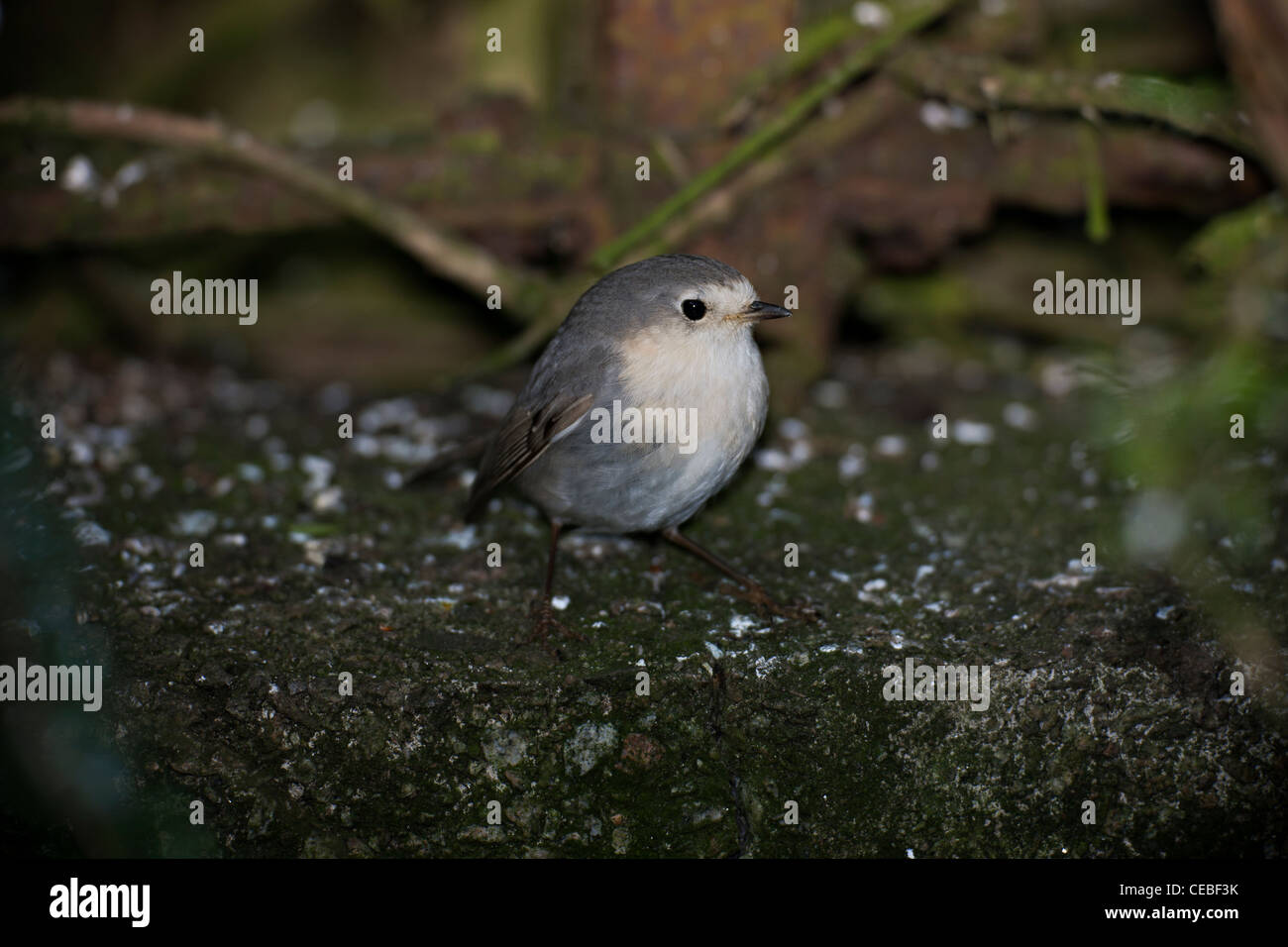 White Breasted Robin Stock Photo - Alamy