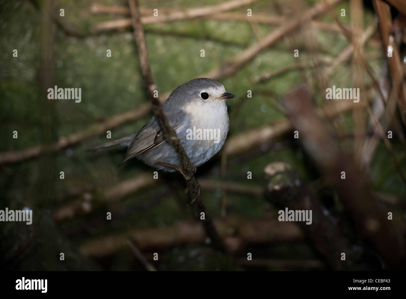 White Breasted Robin Stock Photo - Alamy