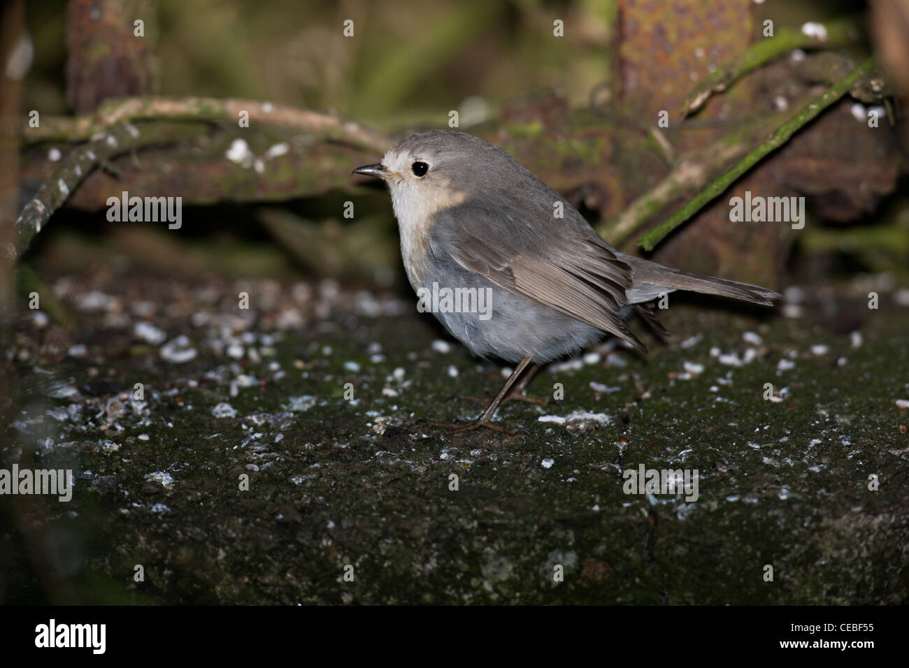 Leucistic robin hi-res stock photography and images - Alamy