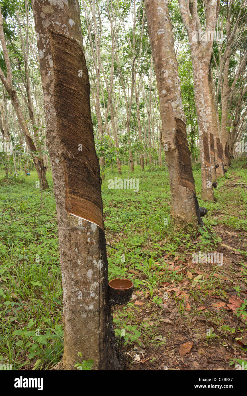 Rubber Tree Plantation In Thailand, Southeast Asia Stock Photo - Alamy