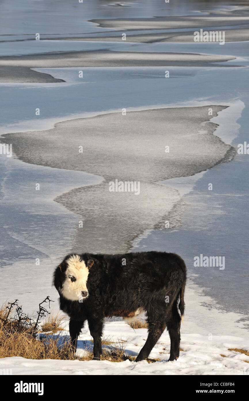 Poddy calf hi-res stock photography and images - Alamy