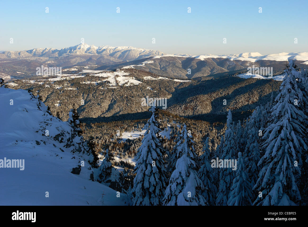Sunset over snowy mountain with pine in the foreground Stock Photo - Alamy