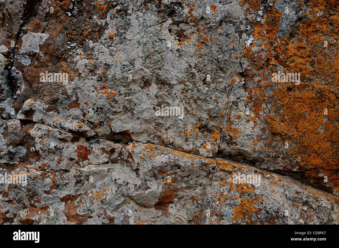 Fungi growing on rocks hi-res stock photography and images - Alamy