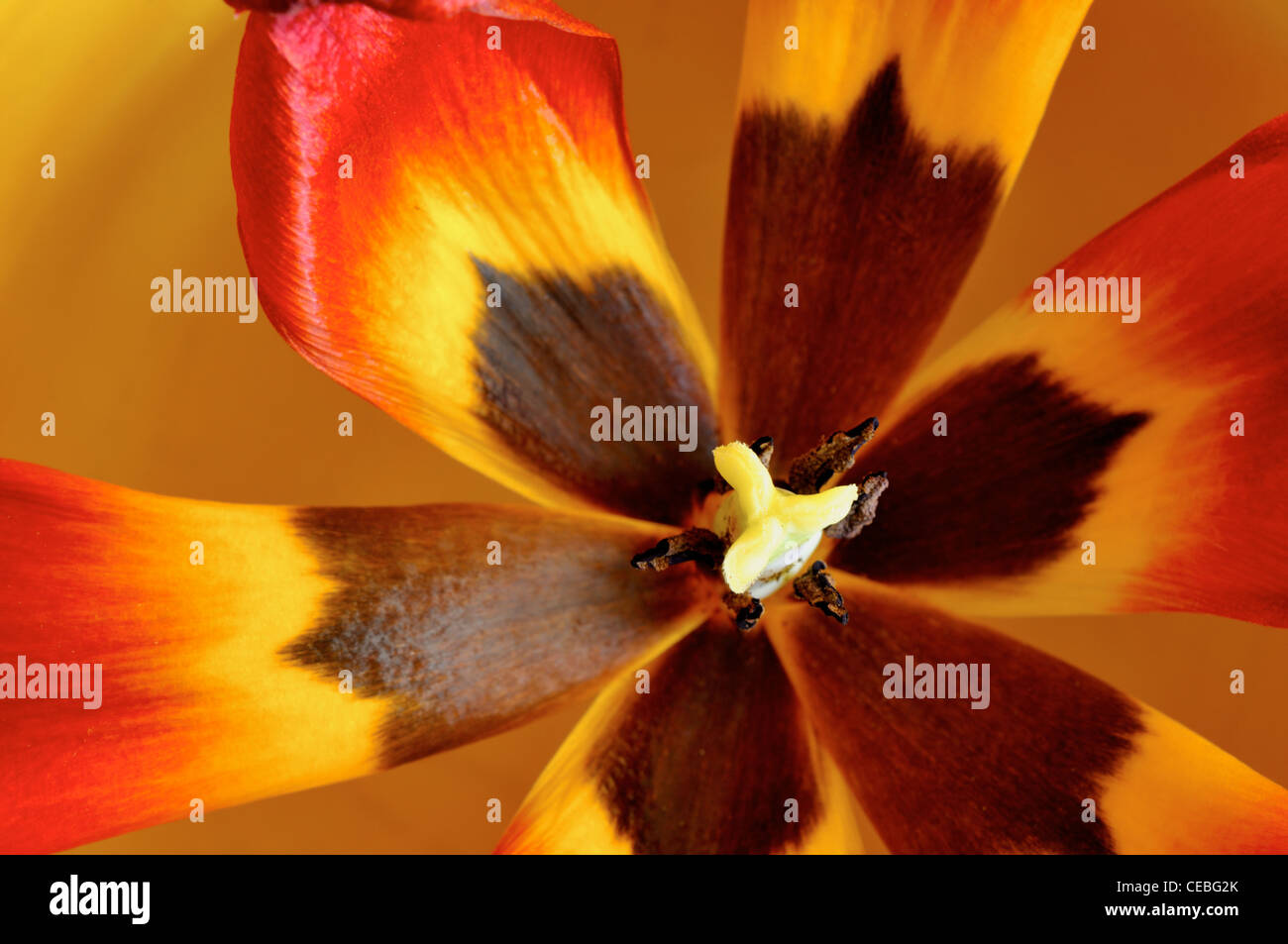 Tulip flower power hi-res stock photography and images - Alamy