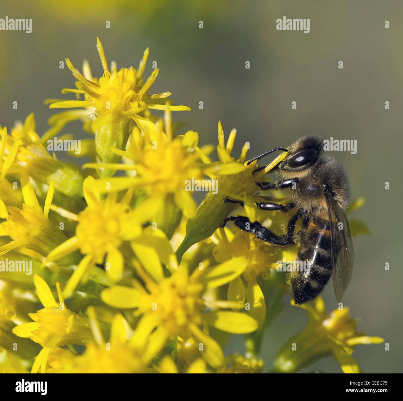 bee collects nectar from a flower Stock Photo - Alamy