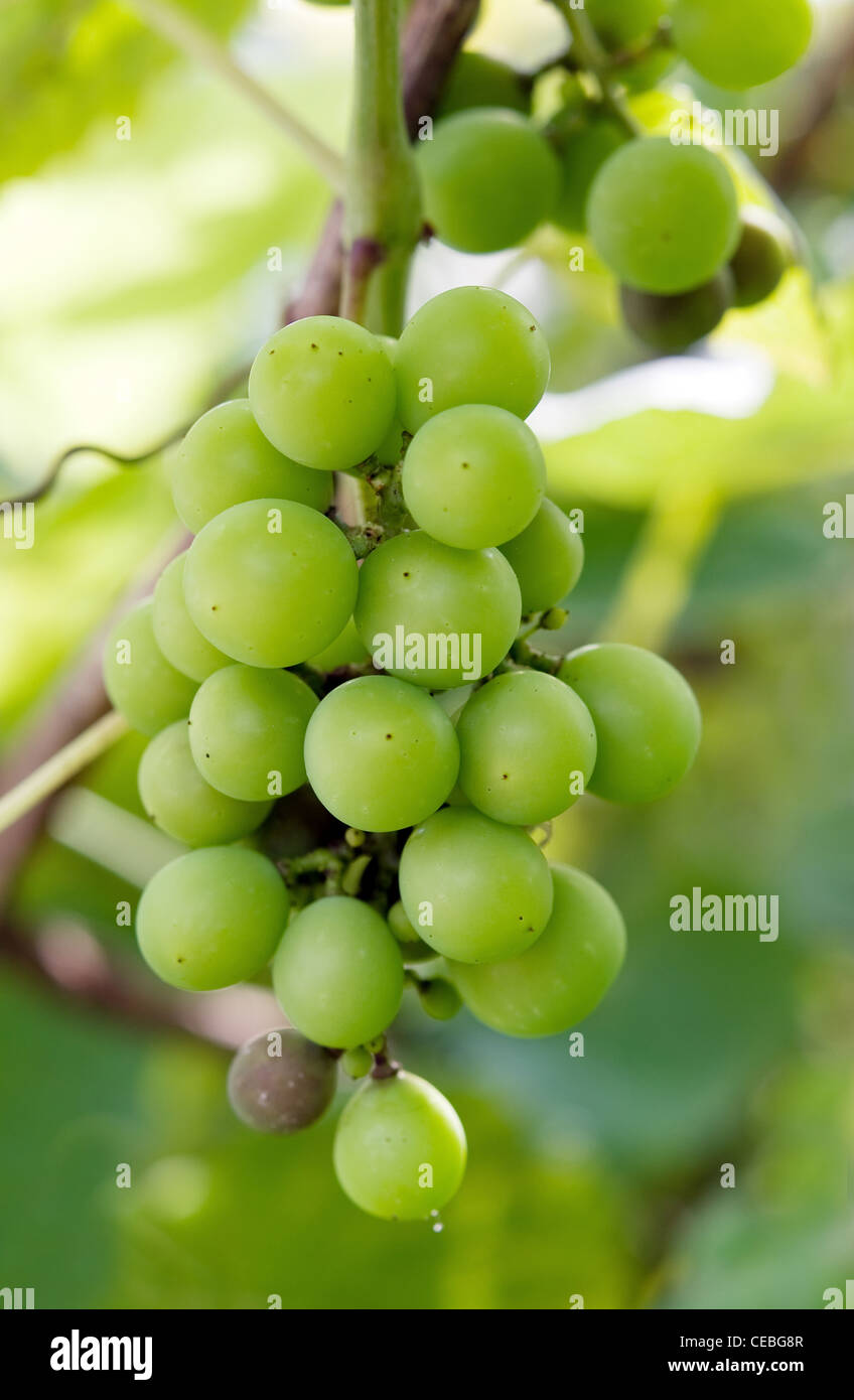 branch of grape vine with grapes cluster Stock Photo - Alamy